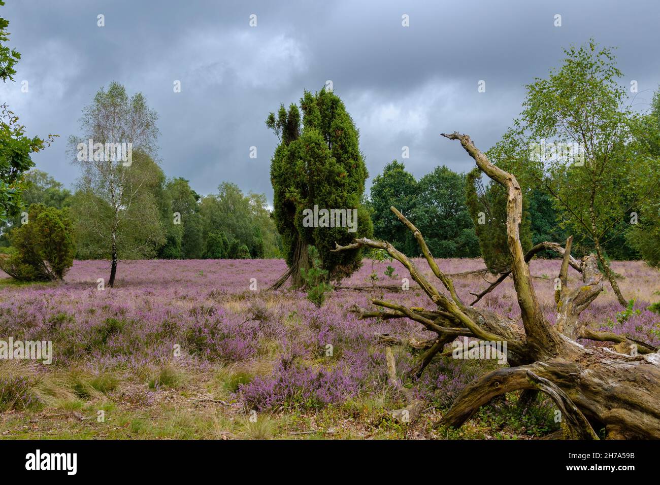 Lueneburg heath, heather bloom in August Stock Photo - Alamy