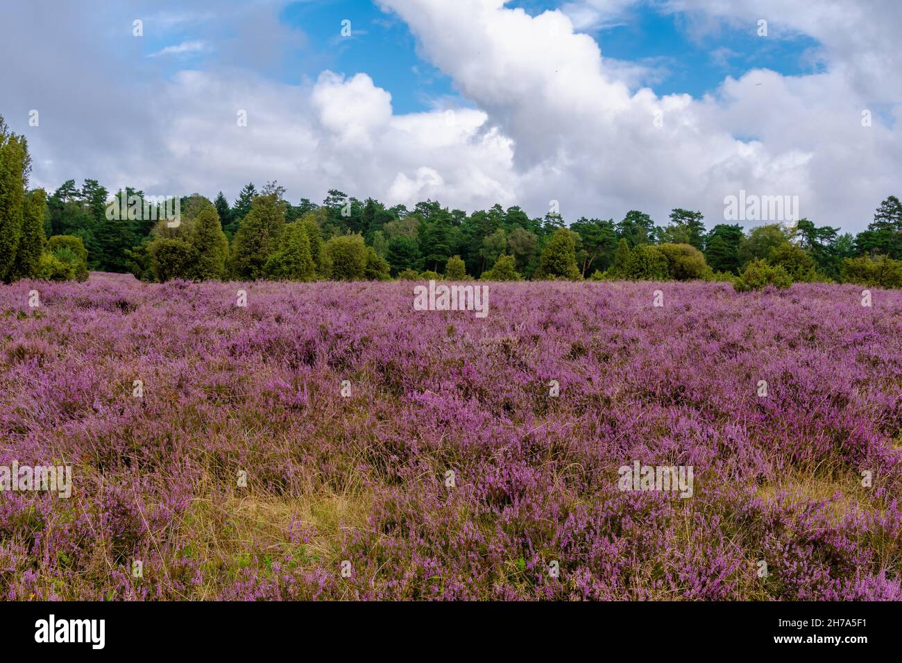 Lueneburg heath, heather bloom in August Stock Photo - Alamy