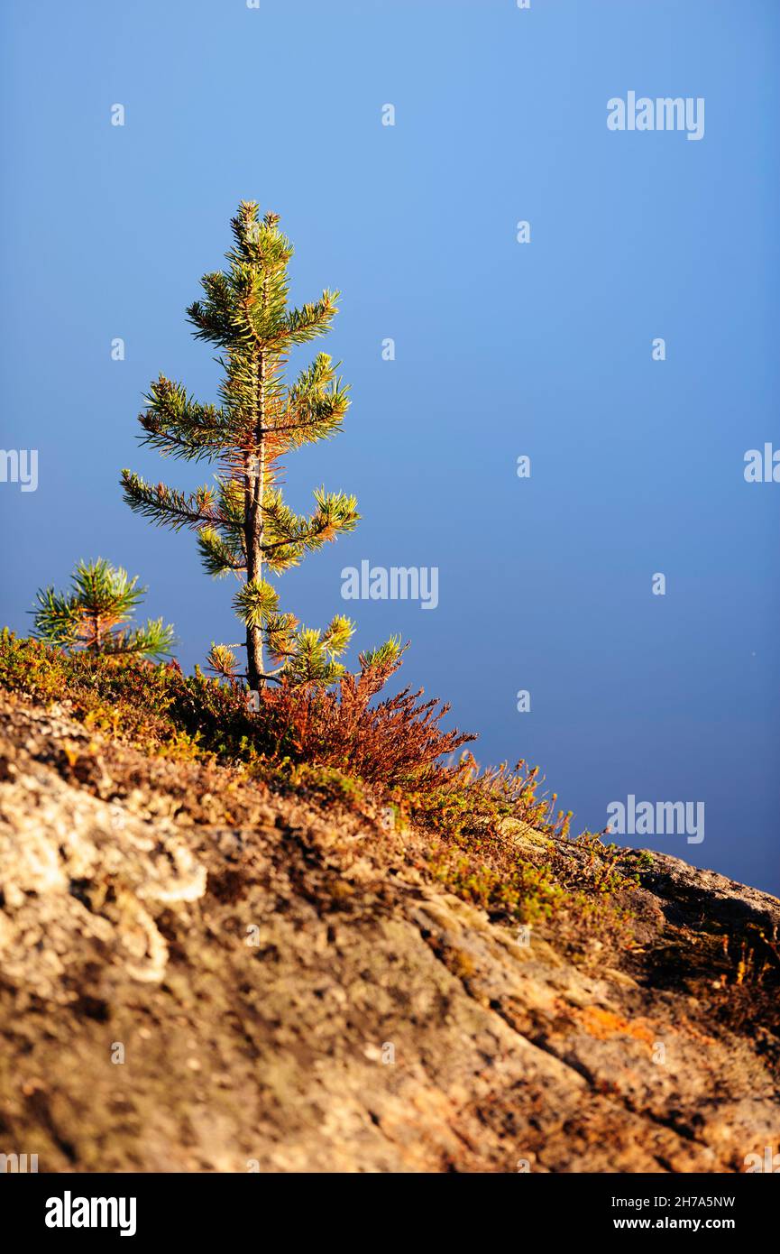 Young pine tree hi-res stock photography and images - Alamy