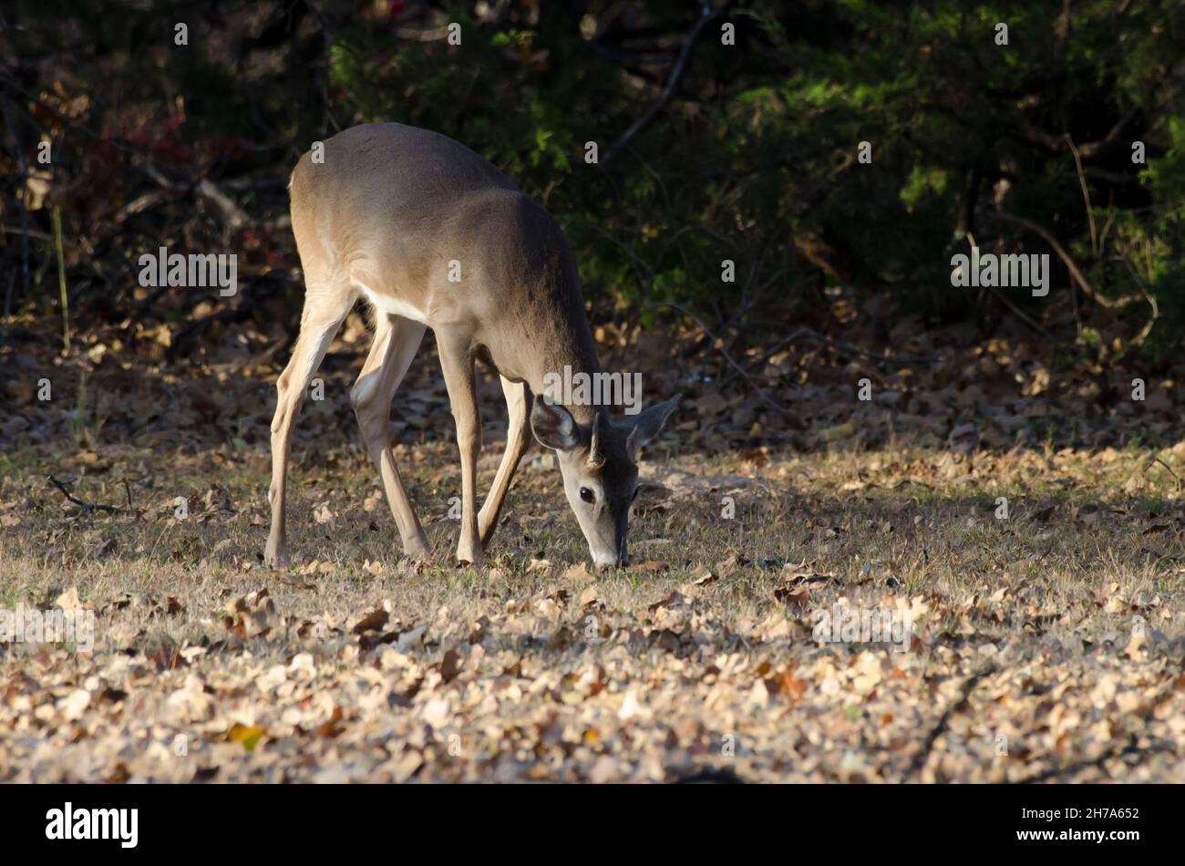 White-tailed Deer, Odocoileus virginianus, buck feeding Stock Photo - Alamy