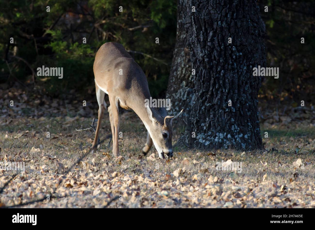 Buck feeding hi-res stock photography and images - Alamy