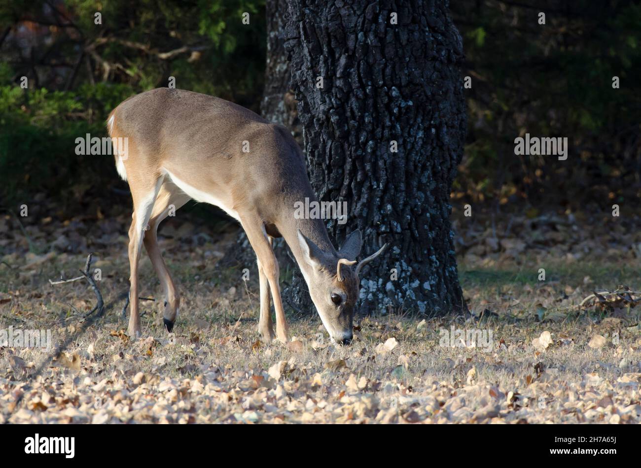 White-tailed Deer, Odocoileus virginianus, buck feeding Stock Photo - Alamy
