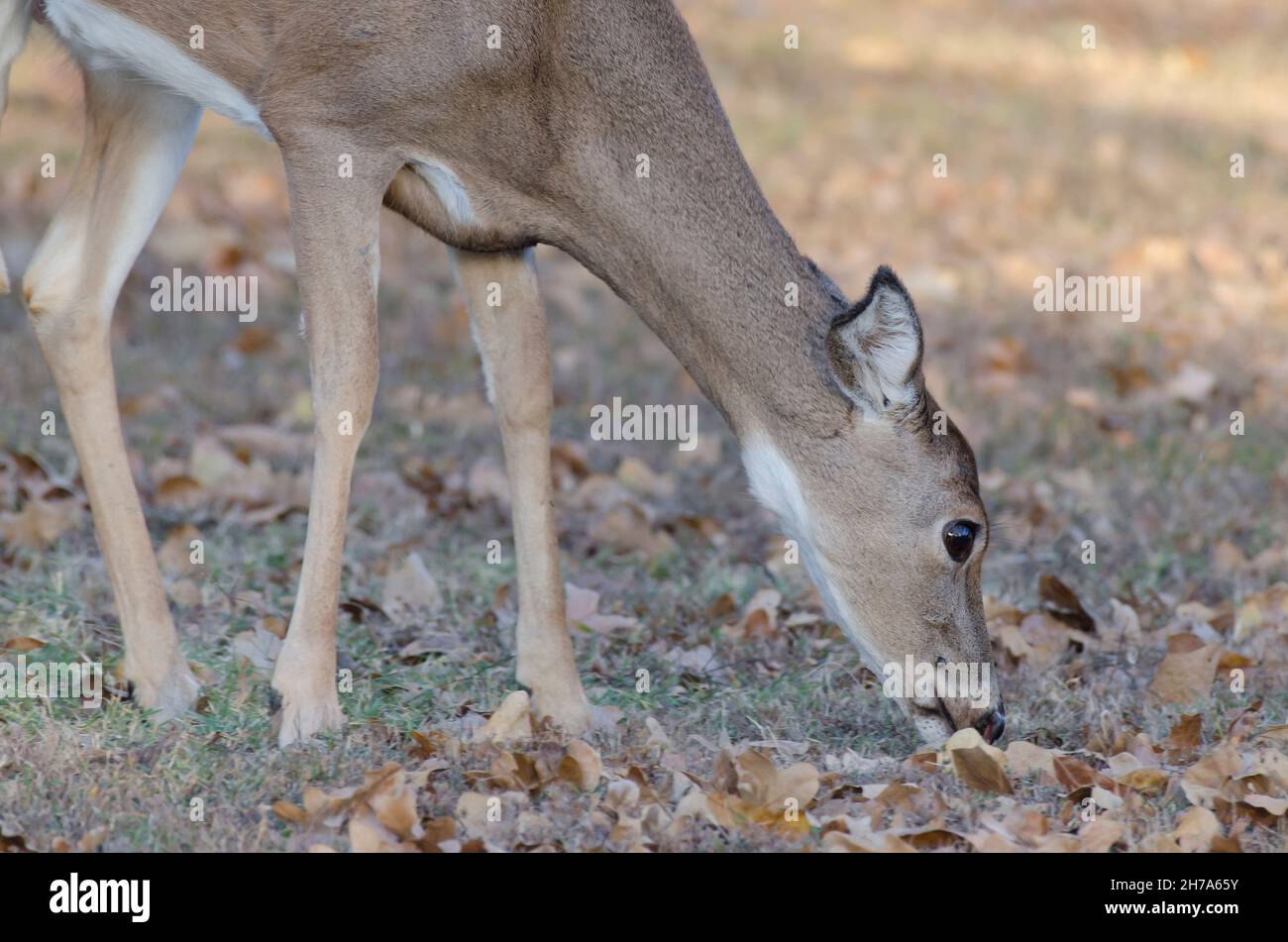 White-tailed Deer, Odocoileus virginianus, doe feeding Stock Photo - Alamy