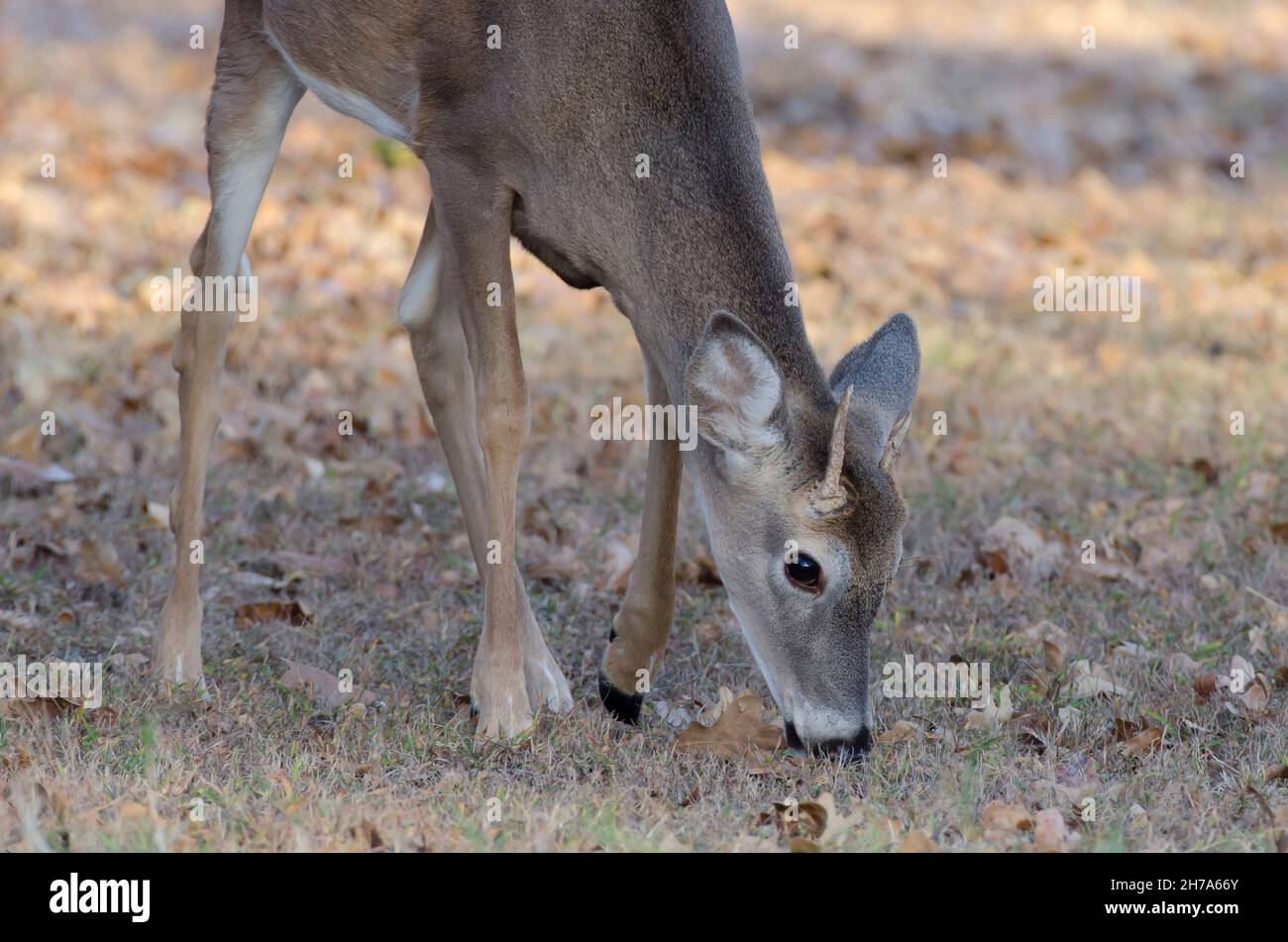 White-tailed Deer, Odocoileus virginianus, buck feeding Stock Photo - Alamy