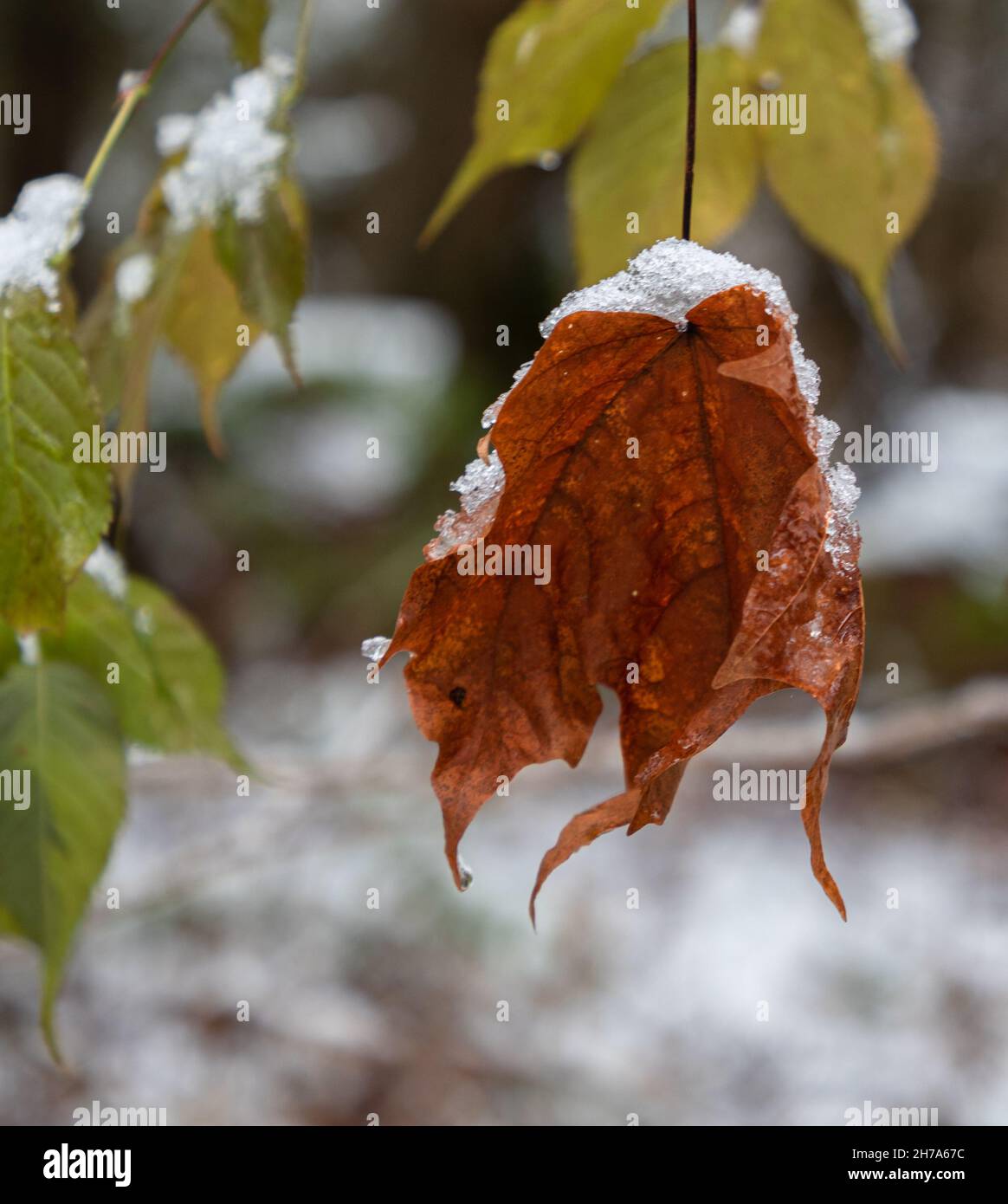 Signs of winter hi-res stock photography and images - Alamy