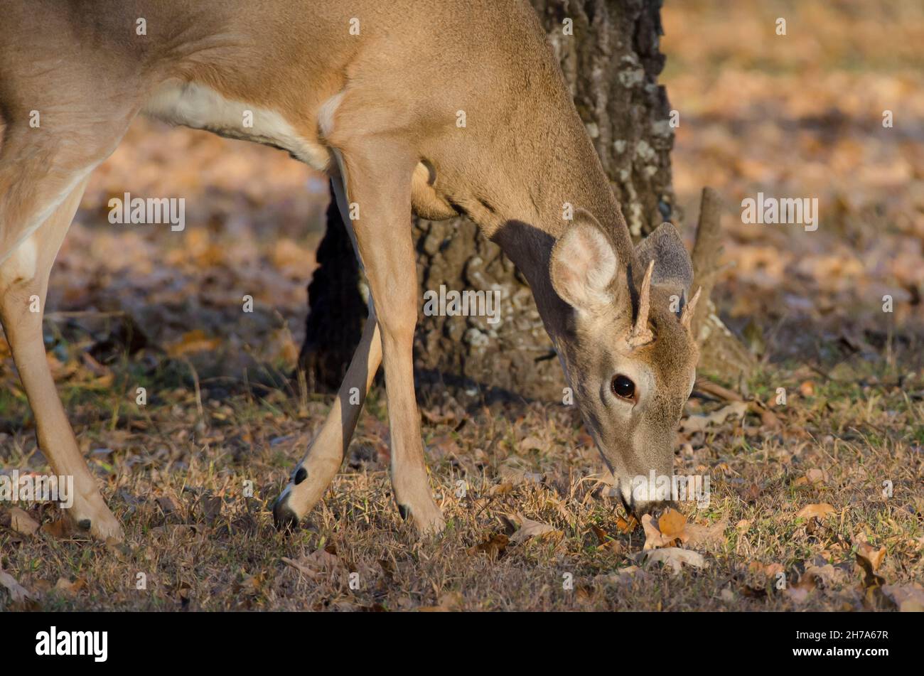 White-tailed Deer, Odocoileus virginianus, buck feeding Stock Photo - Alamy