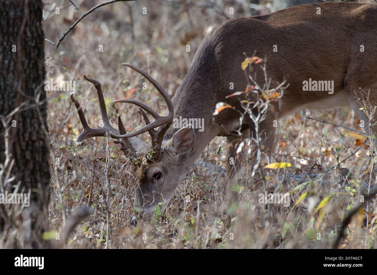 White-tailed Deer, Odocoileus virginianus, buck feeding Stock Photo - Alamy
