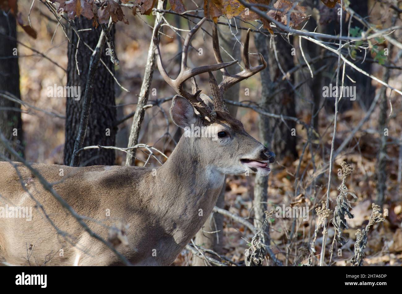 White-tailed Deer, Odocoileus virginianus, buck panting after chasing ...