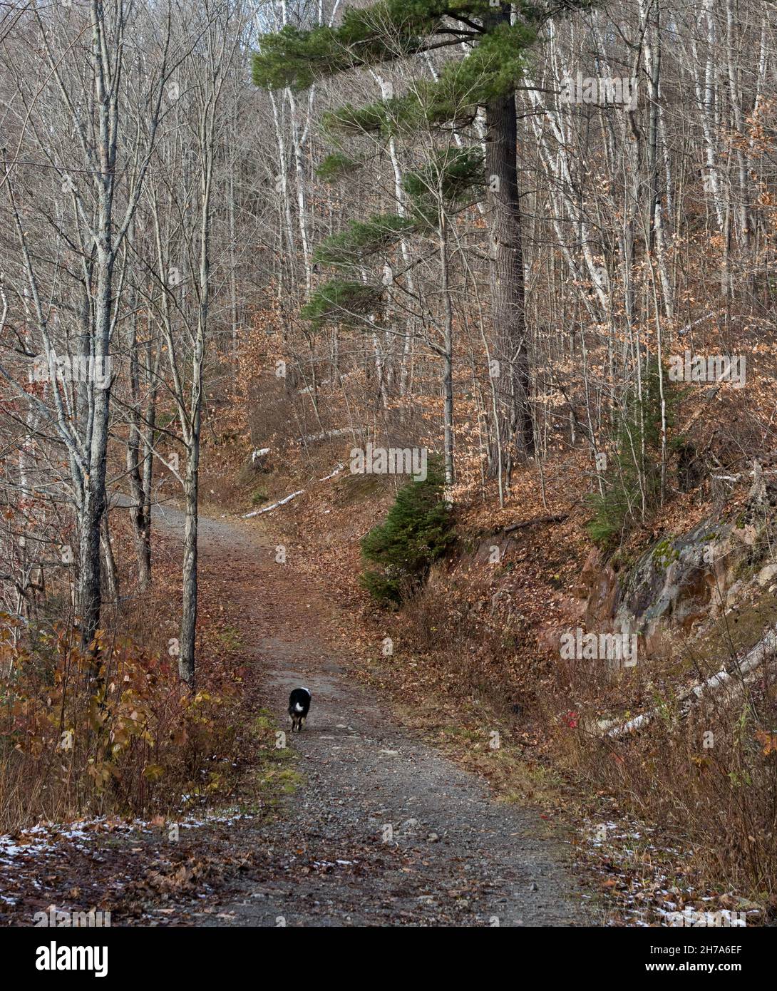 November forest landscape at Arrowhead Park Ontario Stock Photo - Alamy