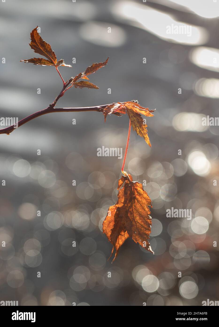 End of life background hi-res stock photography and images - Alamy