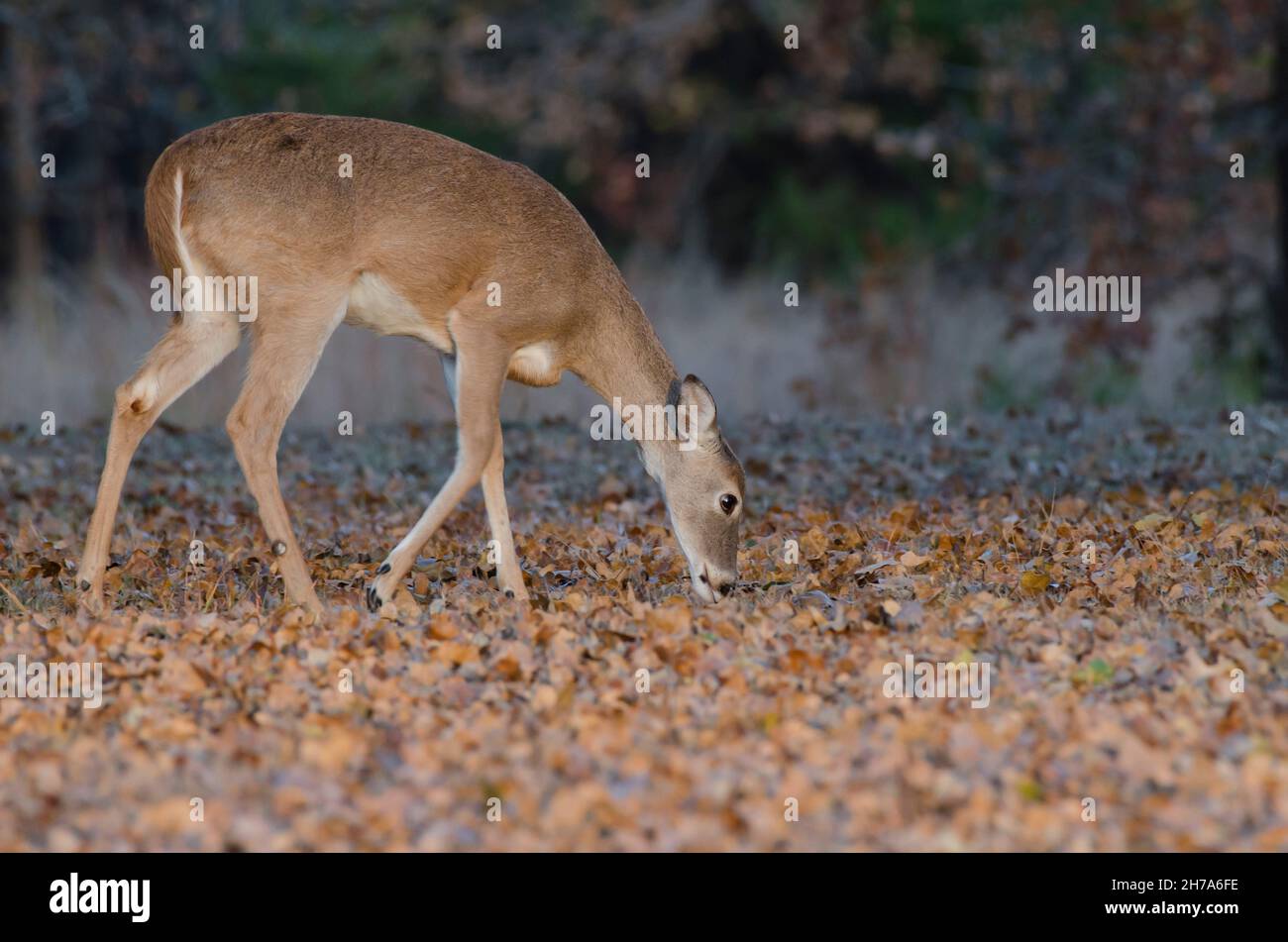 White-tailed Deer, Odocoileus virginianus, doe feeding Stock Photo - Alamy