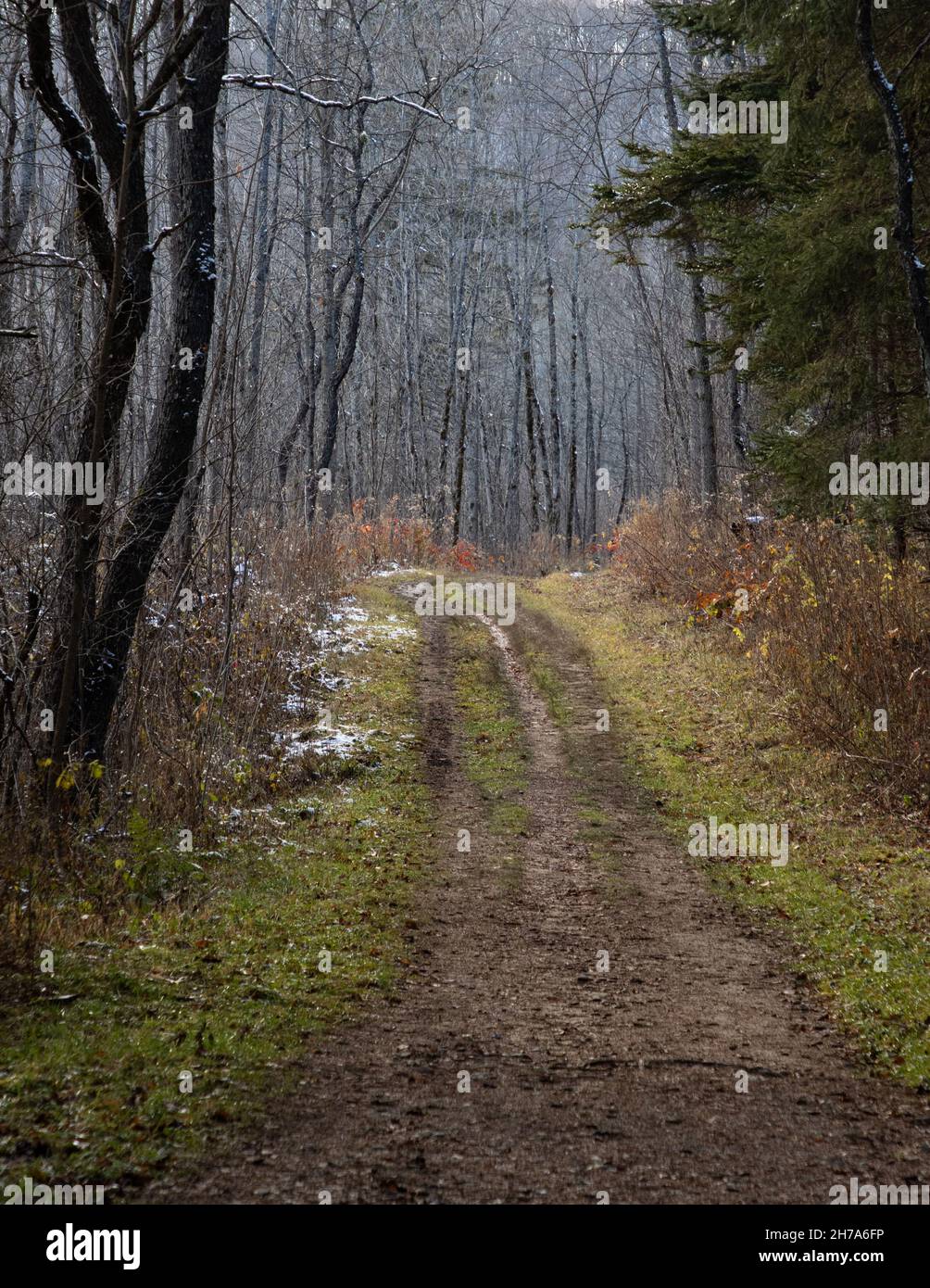 A moody forest landscape in November Stock Photo - Alamy