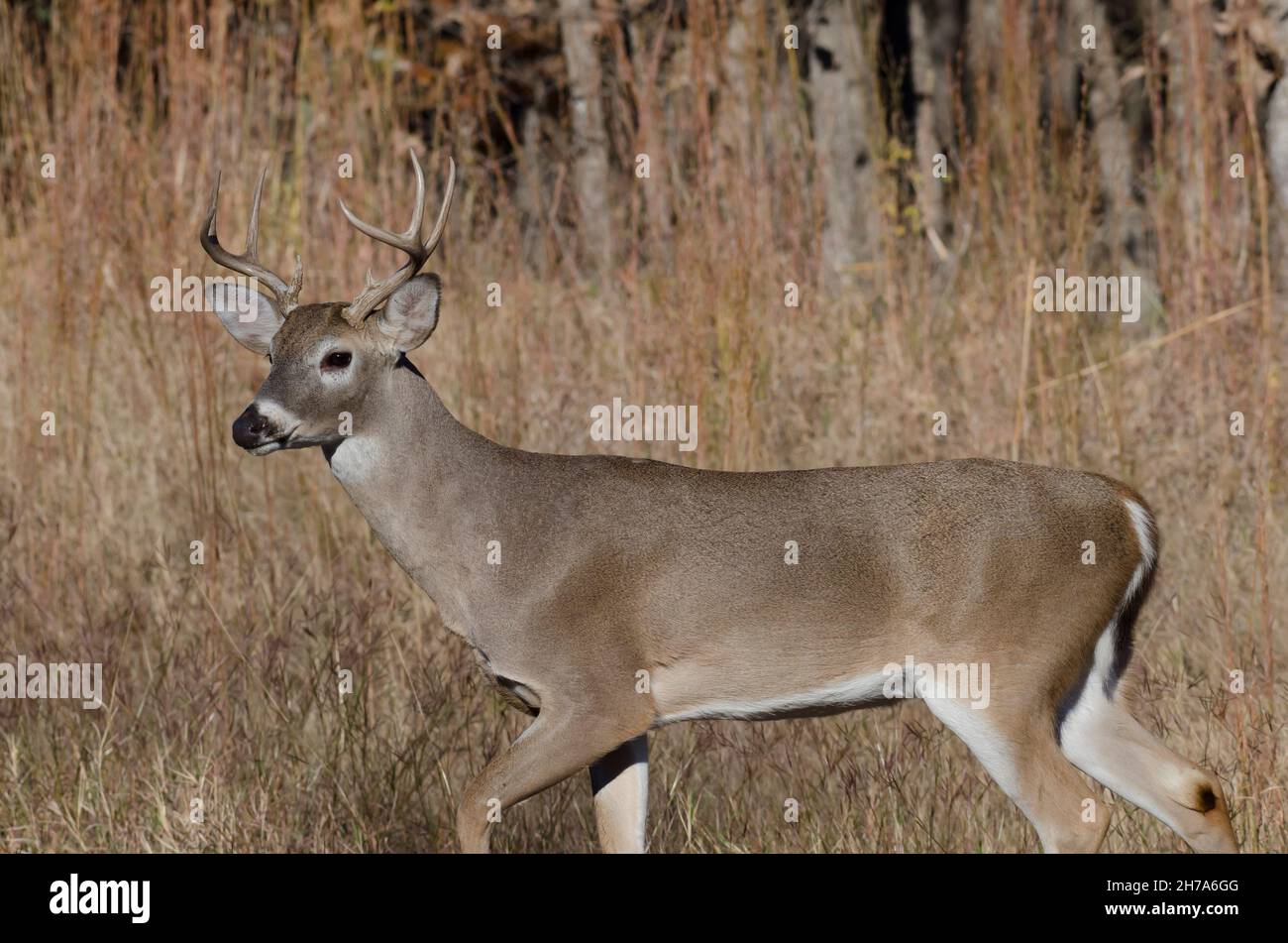 White-tailed Deer, Odocoileus virginianus, buck Stock Photo - Alamy