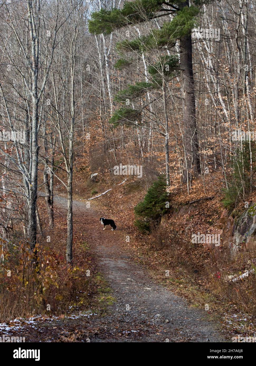 November forest landscape trail with dog Stock Photo - Alamy