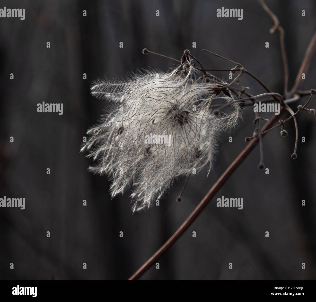 How plants disperse seeds hi-res stock photography and images - Alamy