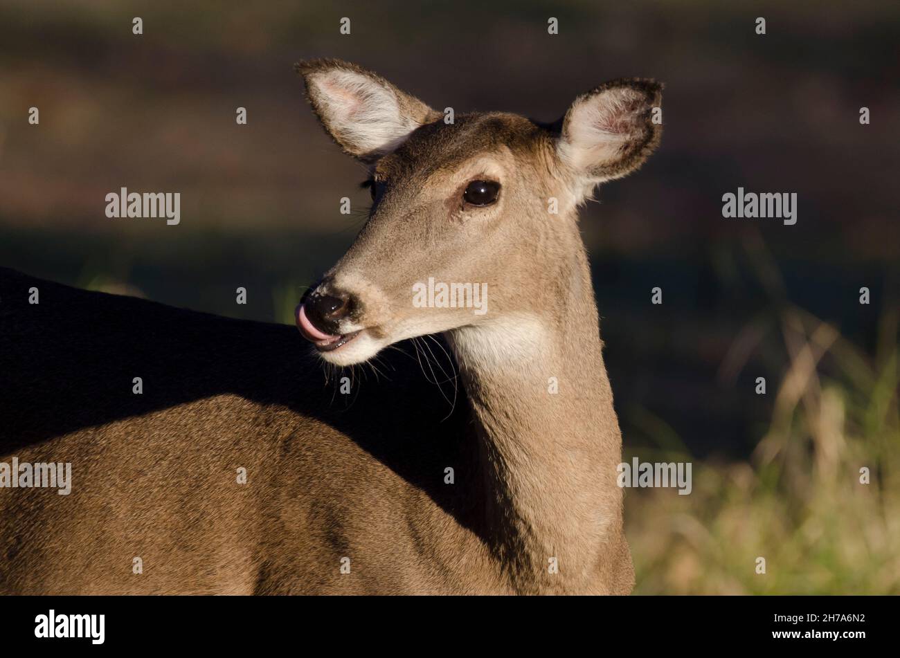 White-tailed Deer, Odocoileus virginianus, doe licking lips Stock Photo ...