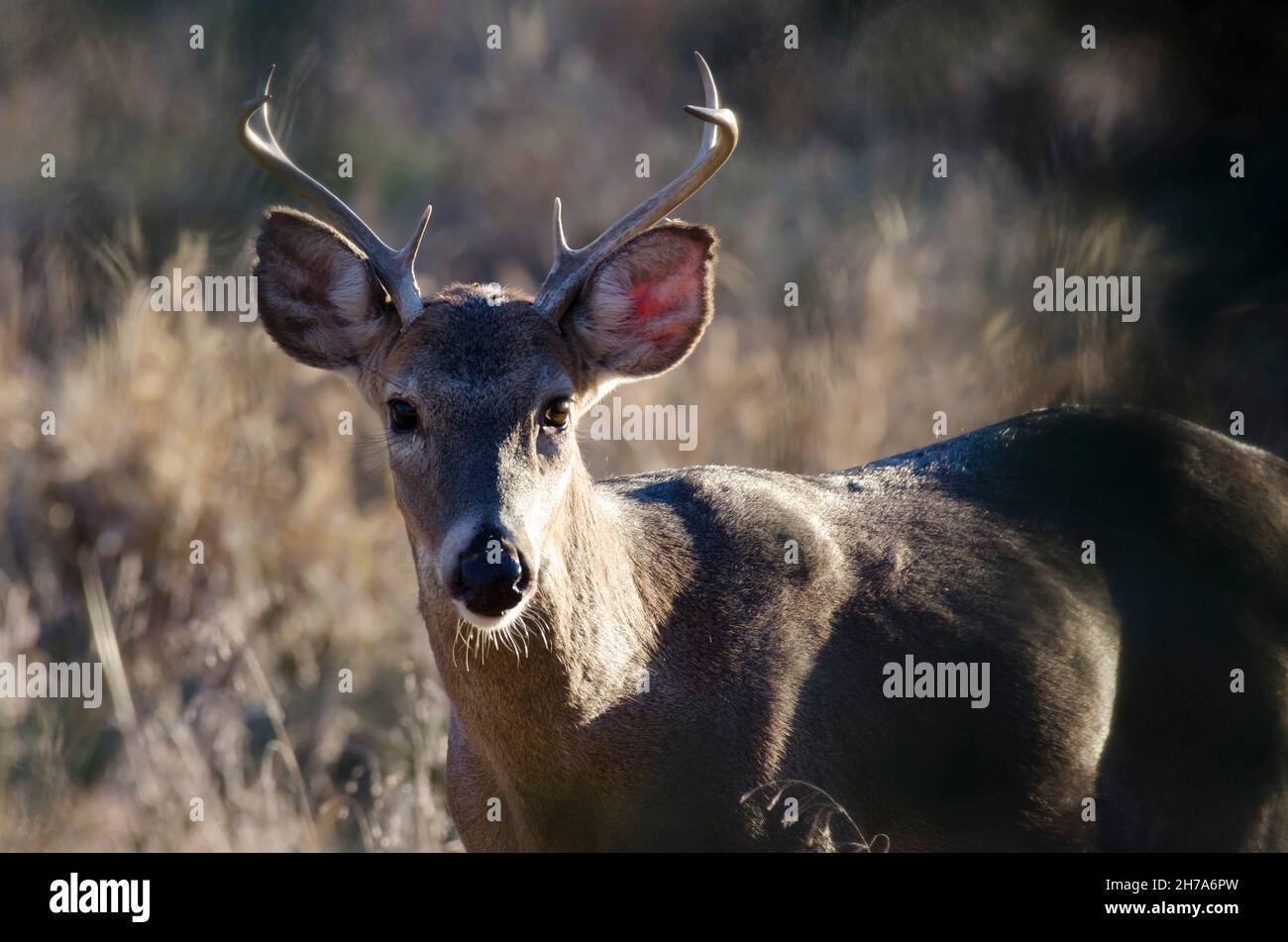 Backlit whitetail deer hi-res stock photography and images - Alamy