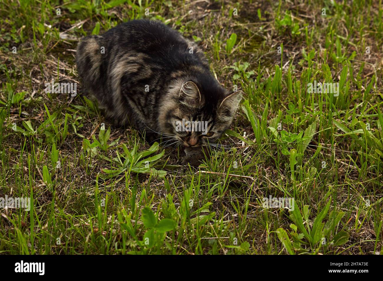 The Kurilian Bobtail is a natural breed of cat tracing its origins to ...