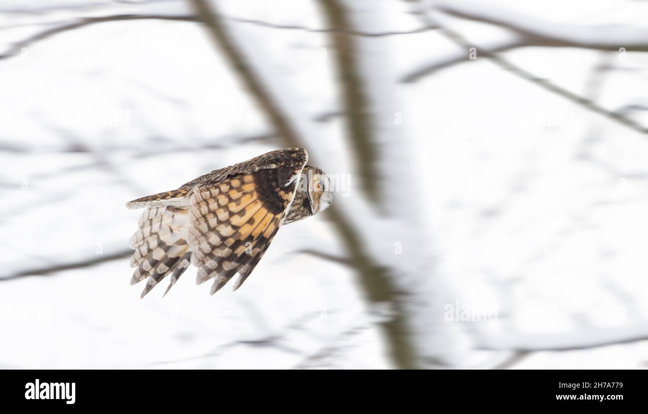 Snowy owl falconry hi-res stock photography and images - Alamy