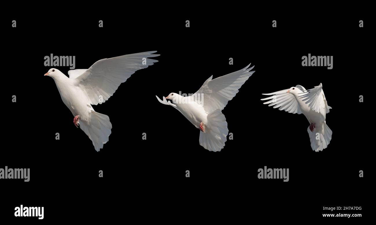 white doves in flight isolated on black background Stock Photo - Alamy