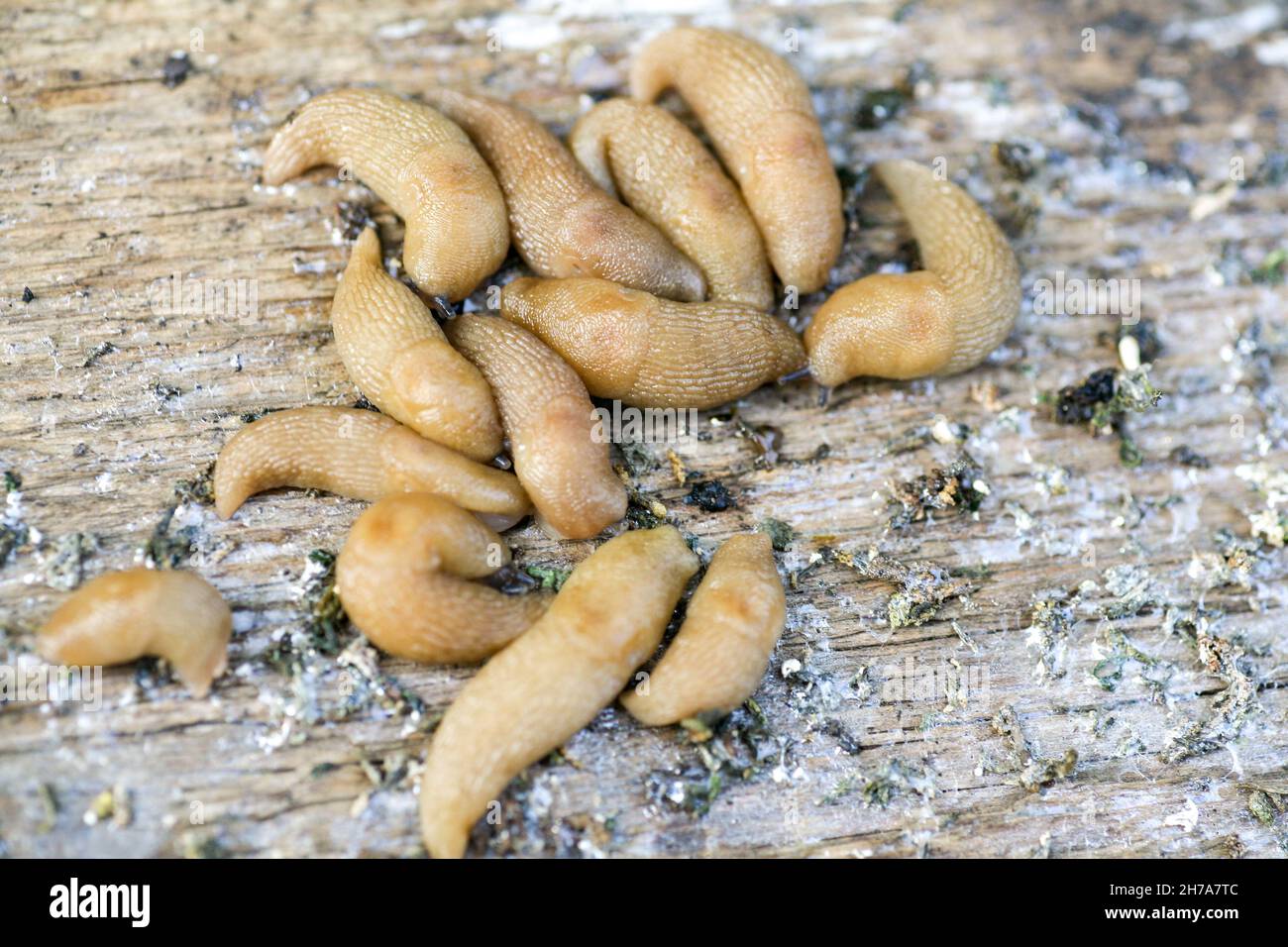 slugs in the farmer's garden. A large cluster of Gastropoda slugs ...