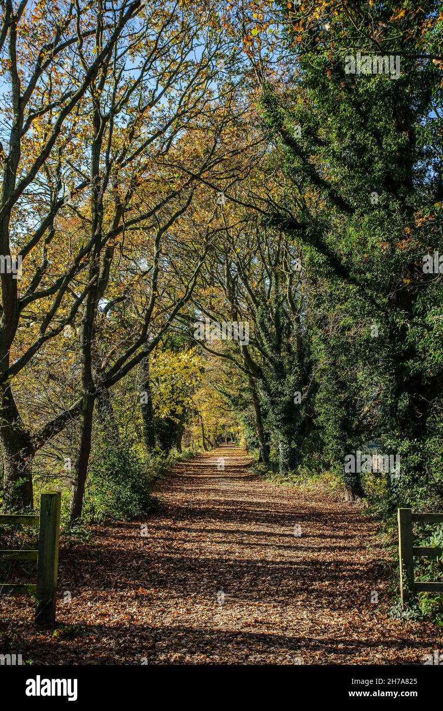 The Wirral Way bridleway seen under the trees near Hadlow in Cheshire ...