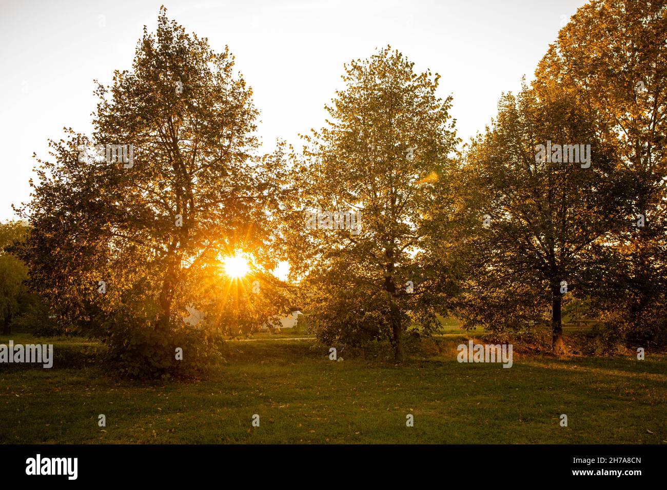 Sunbeams through tree in the afternoon. Autumn vibes Stock Photo - Alamy