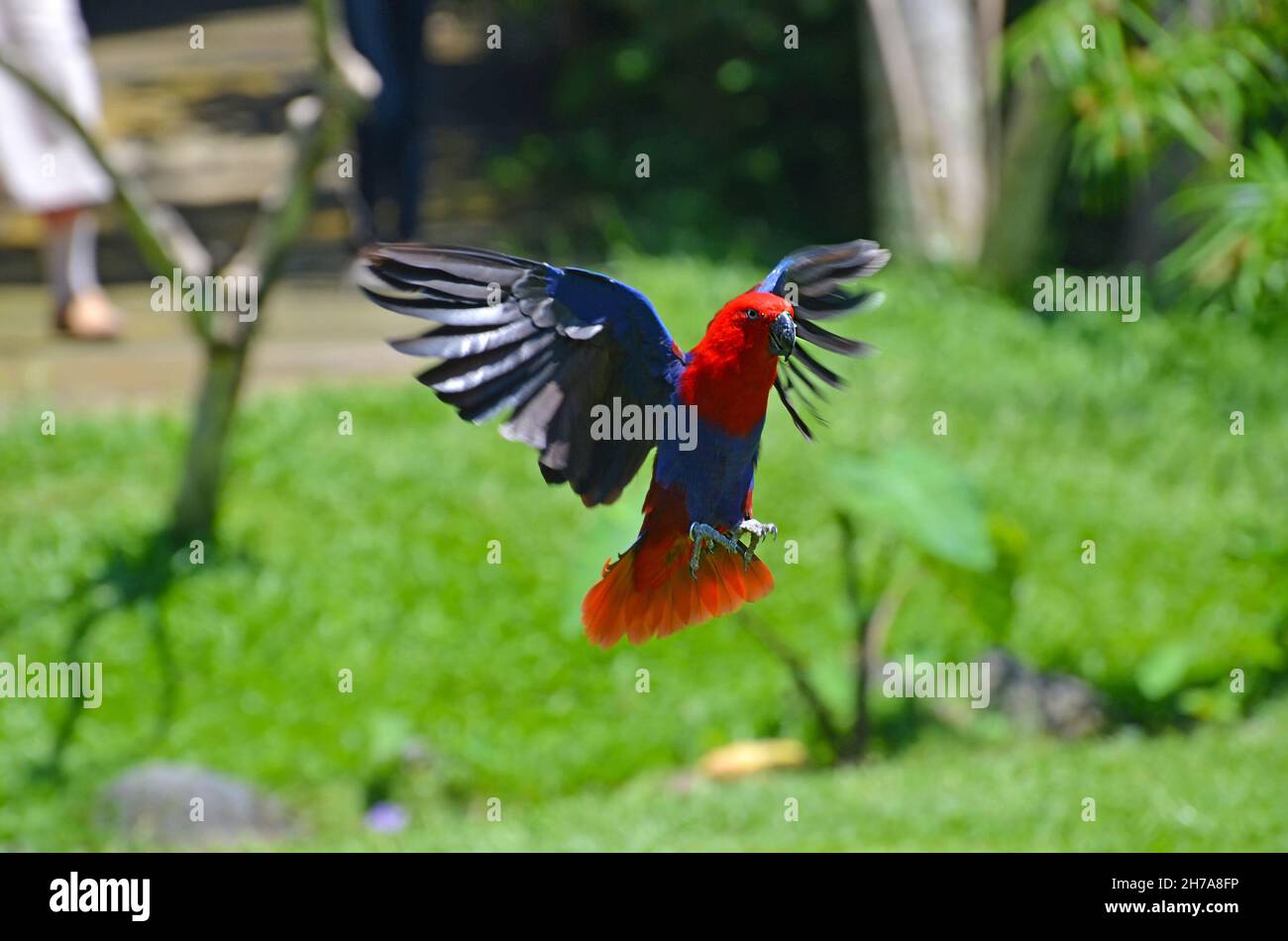 Flying red parrot hi-res stock photography and images - Alamy