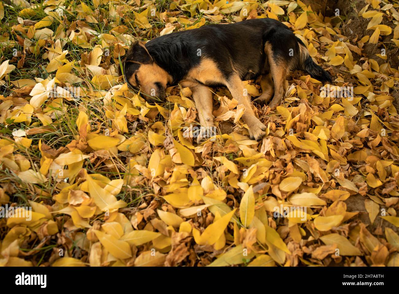 Cute stray dog sleeping on the leaves in the park Stock Photo - Alamy