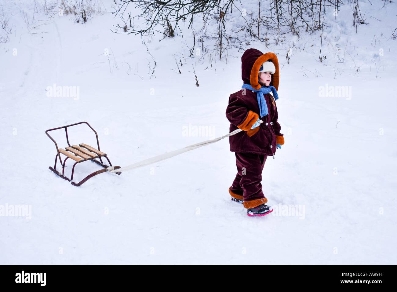 Little child pulling a sled in the snow. The kid is riding on a sleigh ...