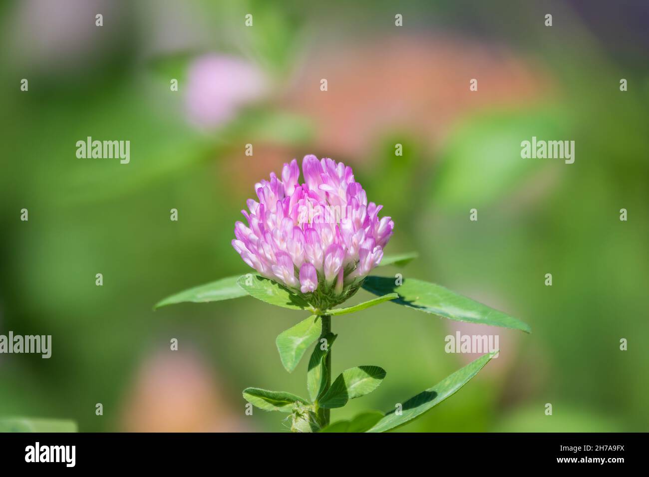 Purple Clover Flower, Red clower, Trifolium pratense, blooms in a ...