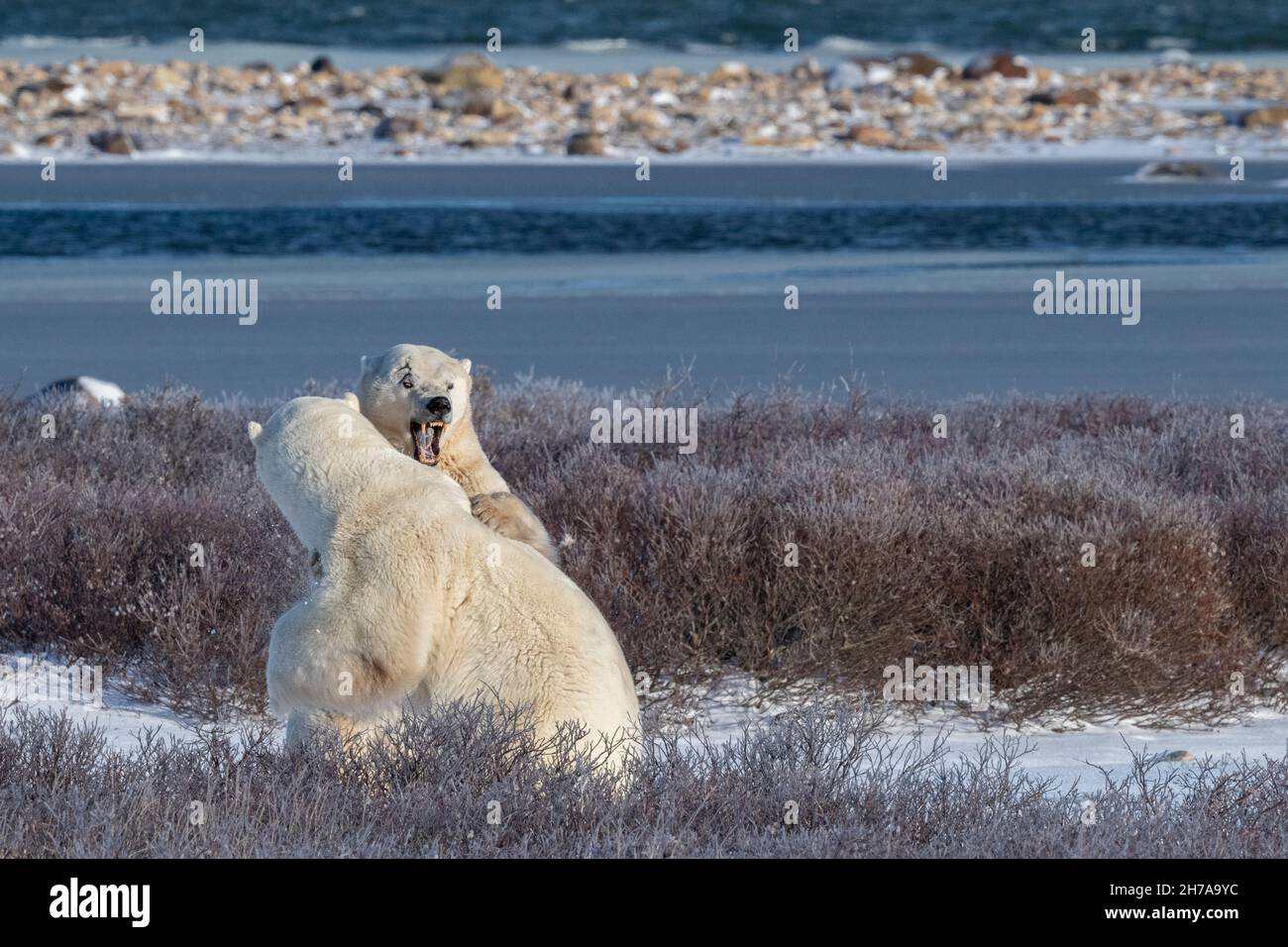 Polar bears hudson bay canada hi-res stock photography and images - Alamy