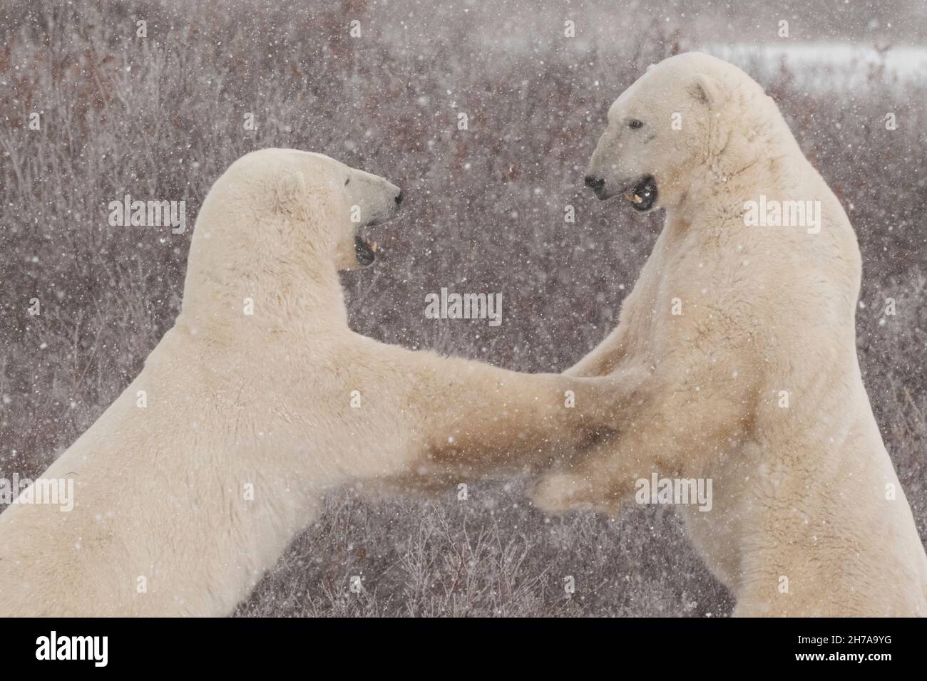 Canada, Manitoba, Churchill. Male polar bears sparring in snow storm ...