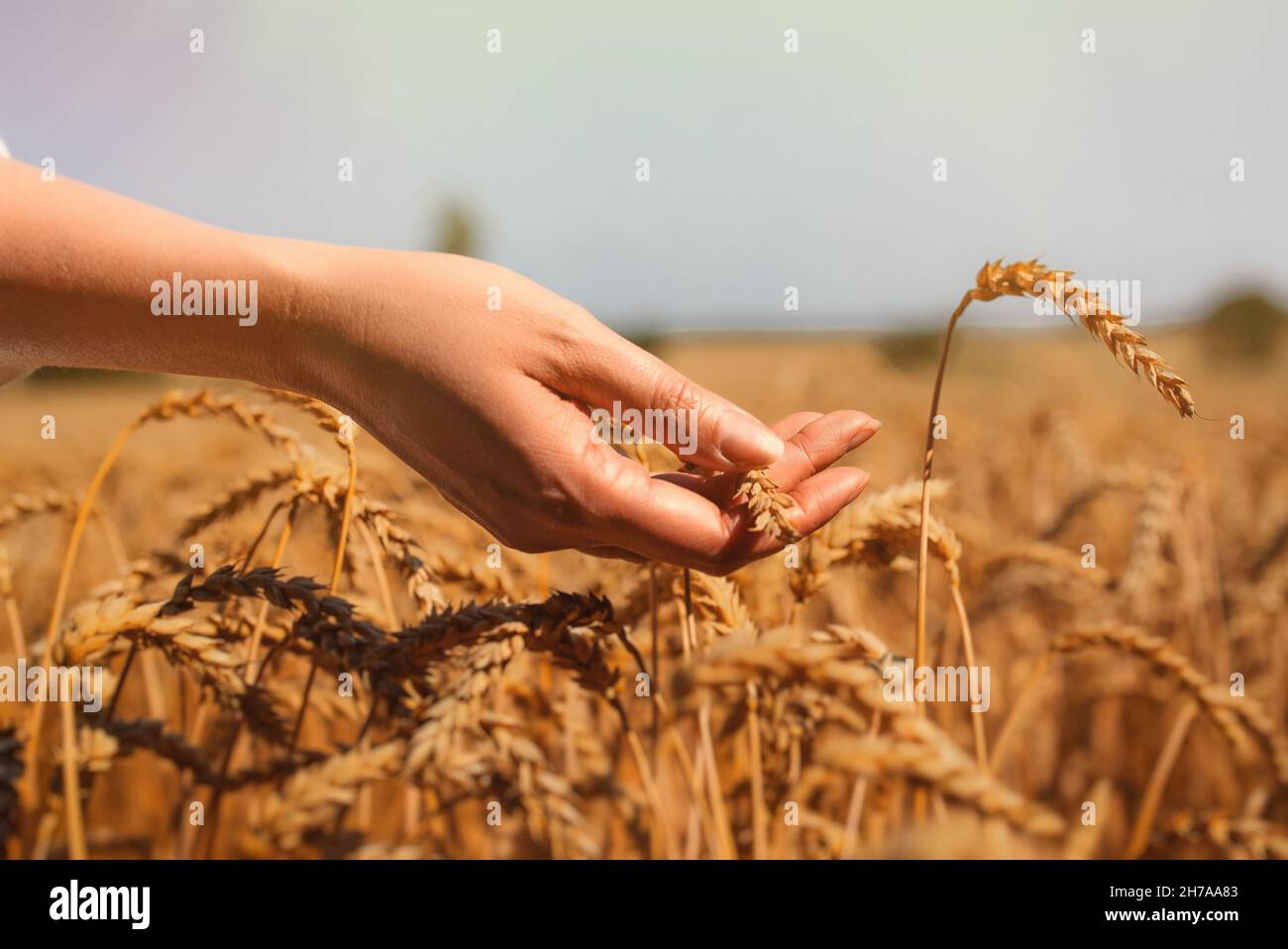 Woman touching gold wheat field hi-res stock photography and images - Alamy