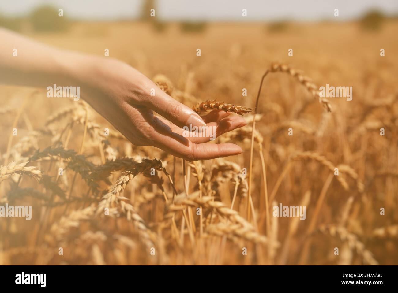 Woman touching gold wheat field hi-res stock photography and images - Alamy