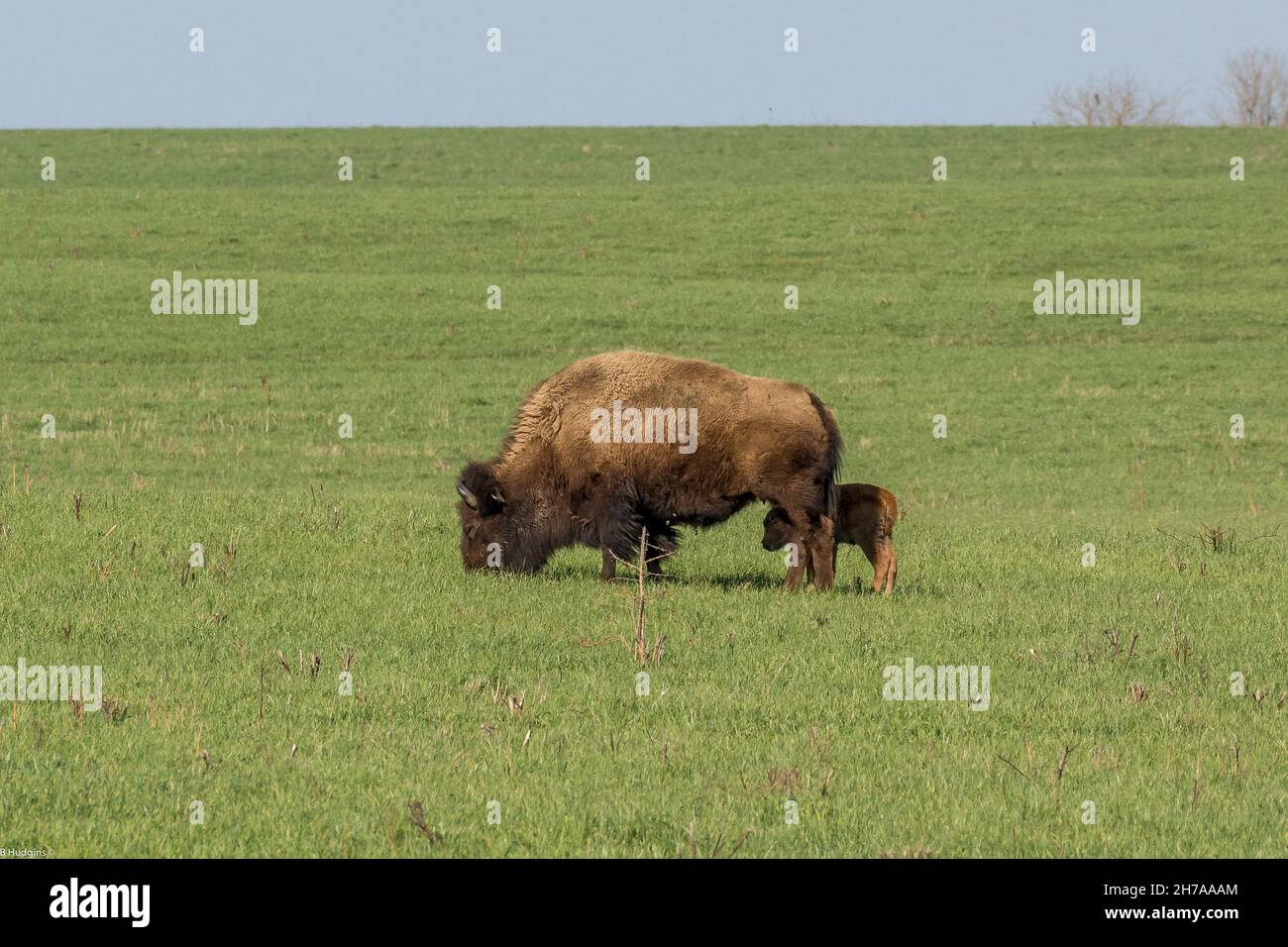 A big and a baby bison pasturing in a field in Midwein National ...