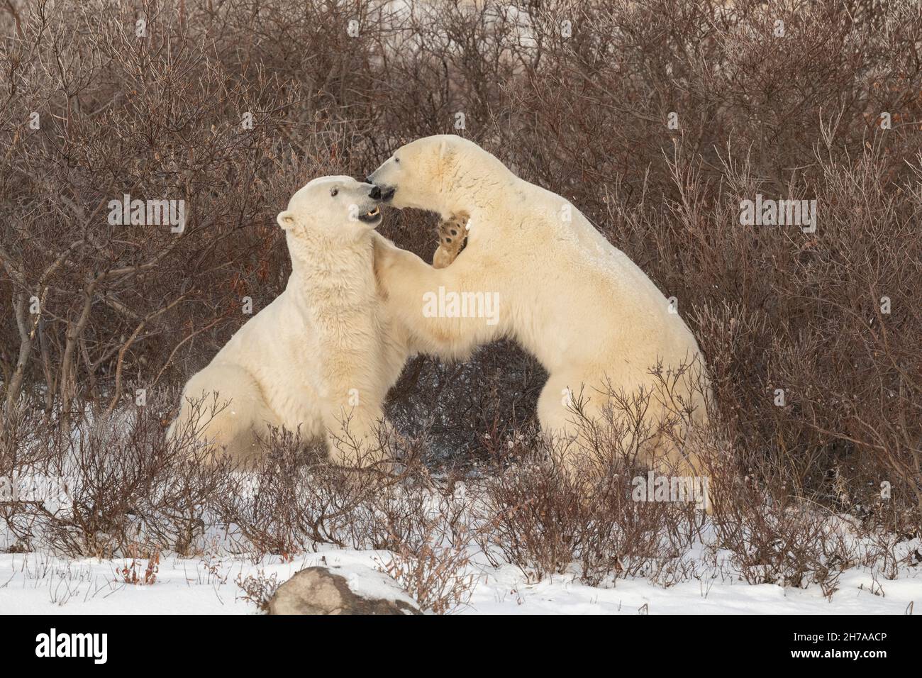 Canada, Manitoba, Churchill. Male polar bears sparring in the willows (WILD: Ursus maritimus ...