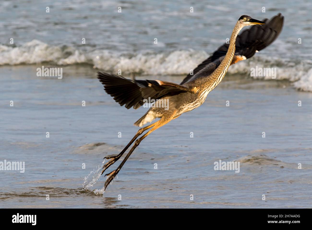 Great blue heron taking off in flight hi-res stock photography and ...
