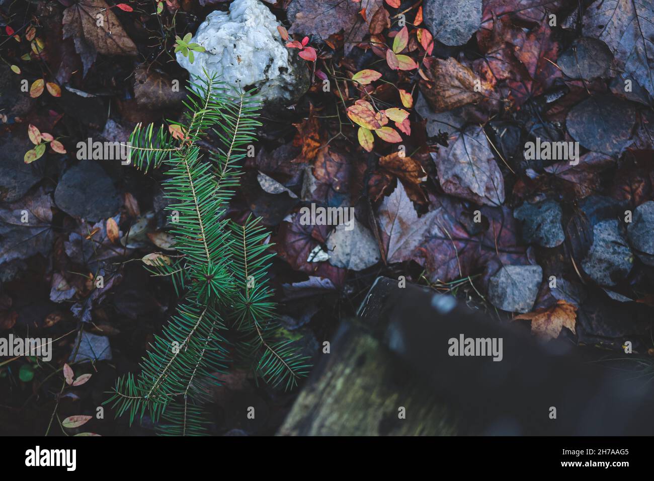 A top view of forest texture with colorful leaves and plants on the ...