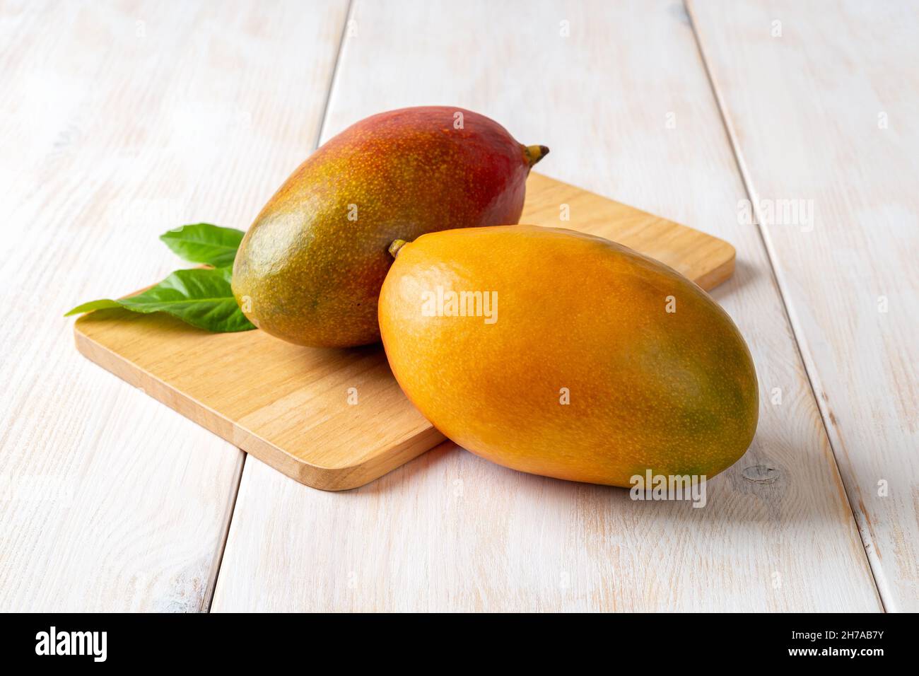 Yellow and red ripe juicy Palmer mangoes on a white wooden table. Two ...