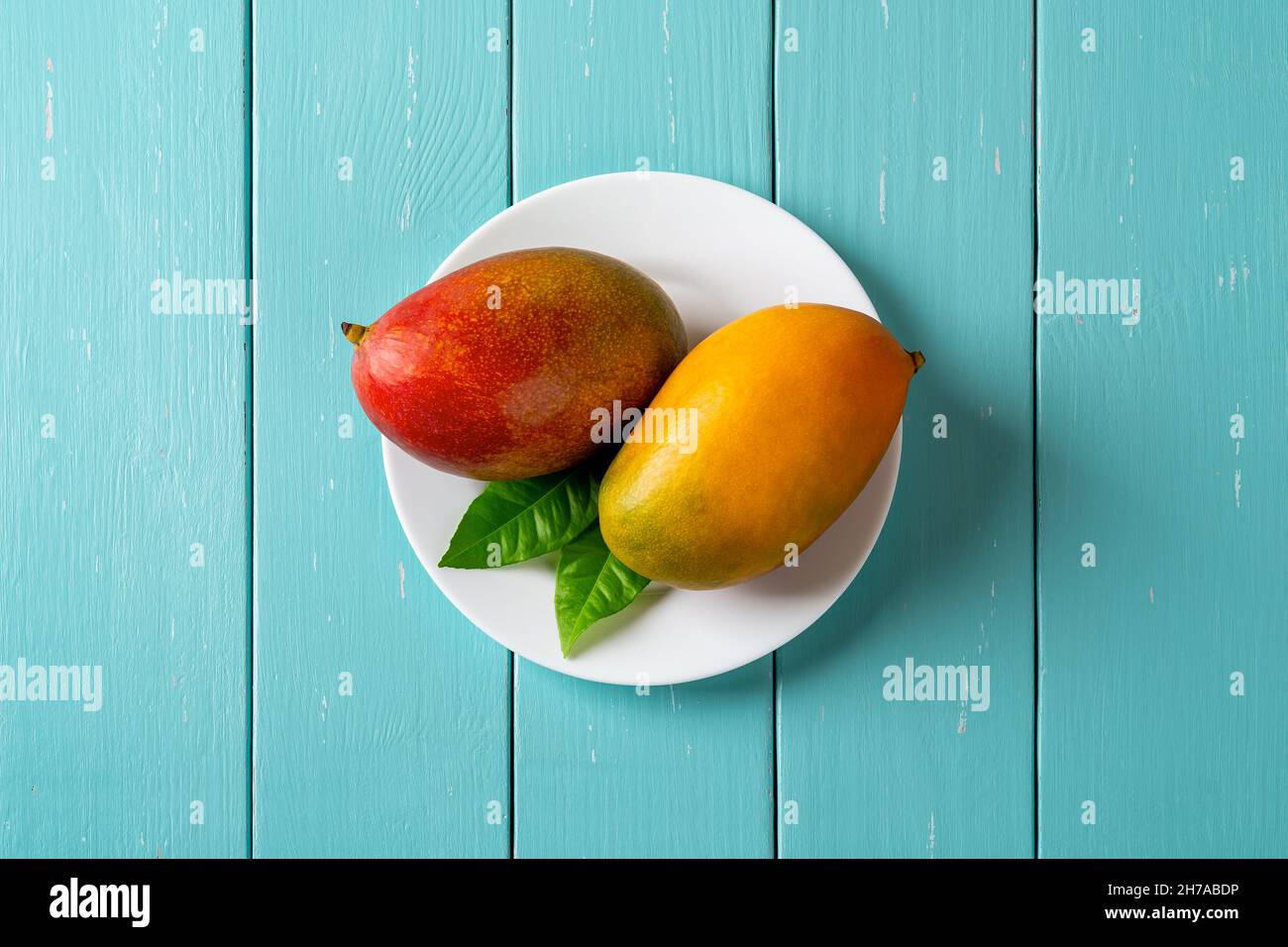 Two whole ripe Palmer mangoes on a white plate over turquoise wooden ...