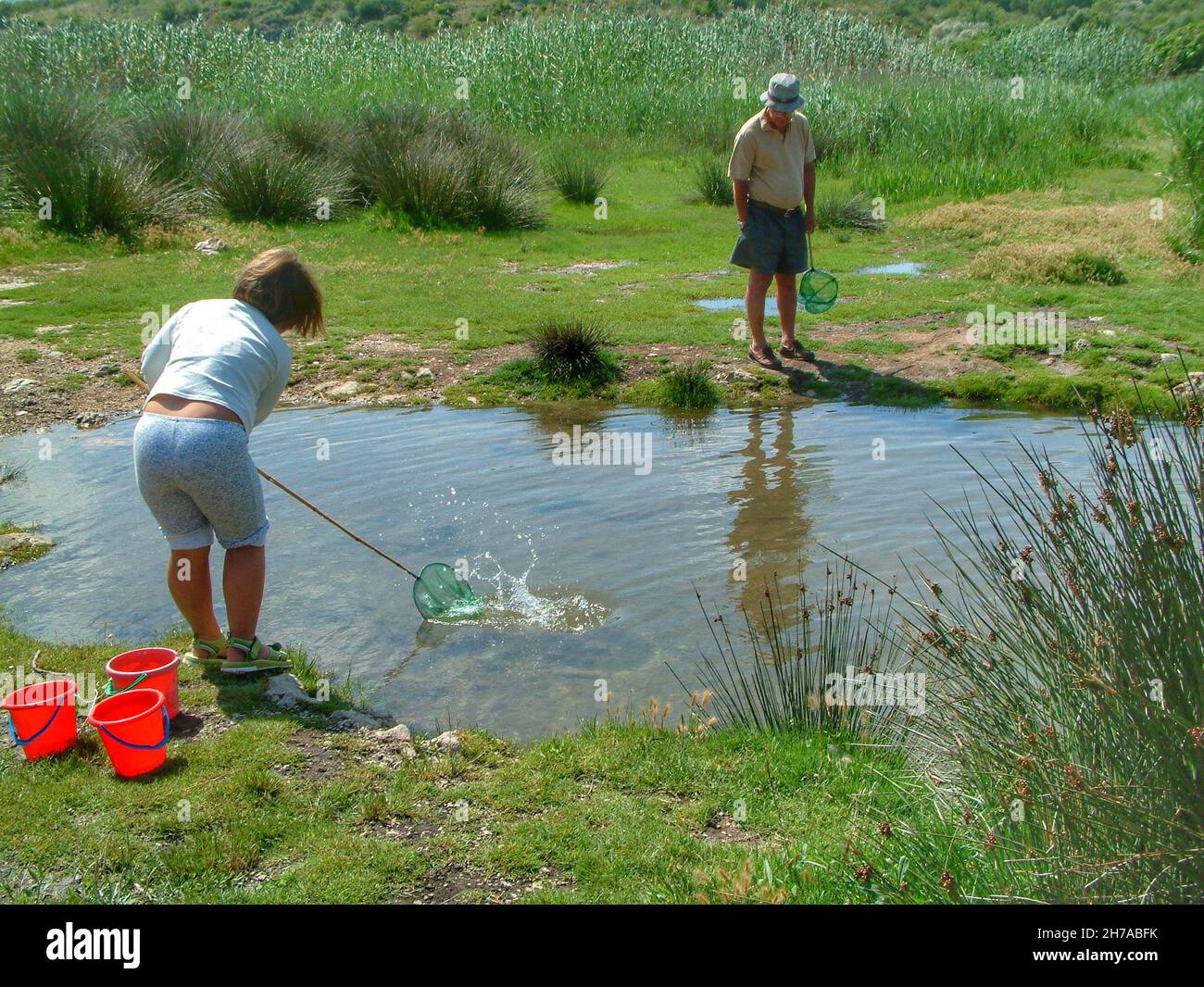 Little girl catching tiddlers in a fishing net from a stream, with ...