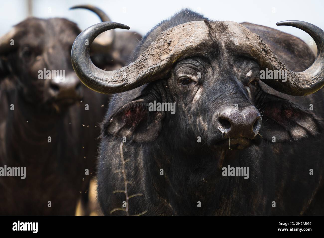 An African buffalo in Kenya Stock Photo - Alamy