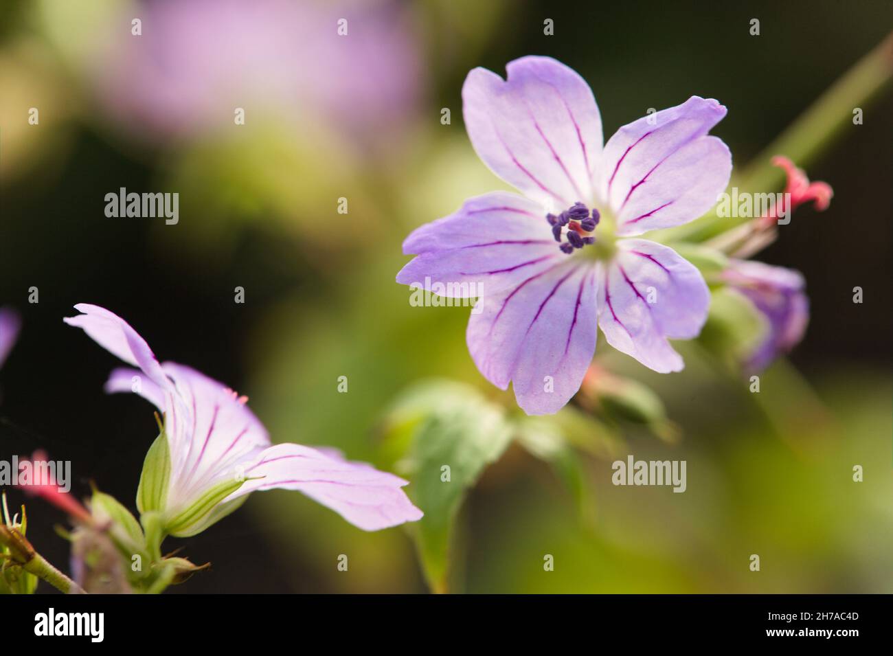 Japanese Marbled Cranesbill / Geranium shikokianum Stock Photo - Alamy
