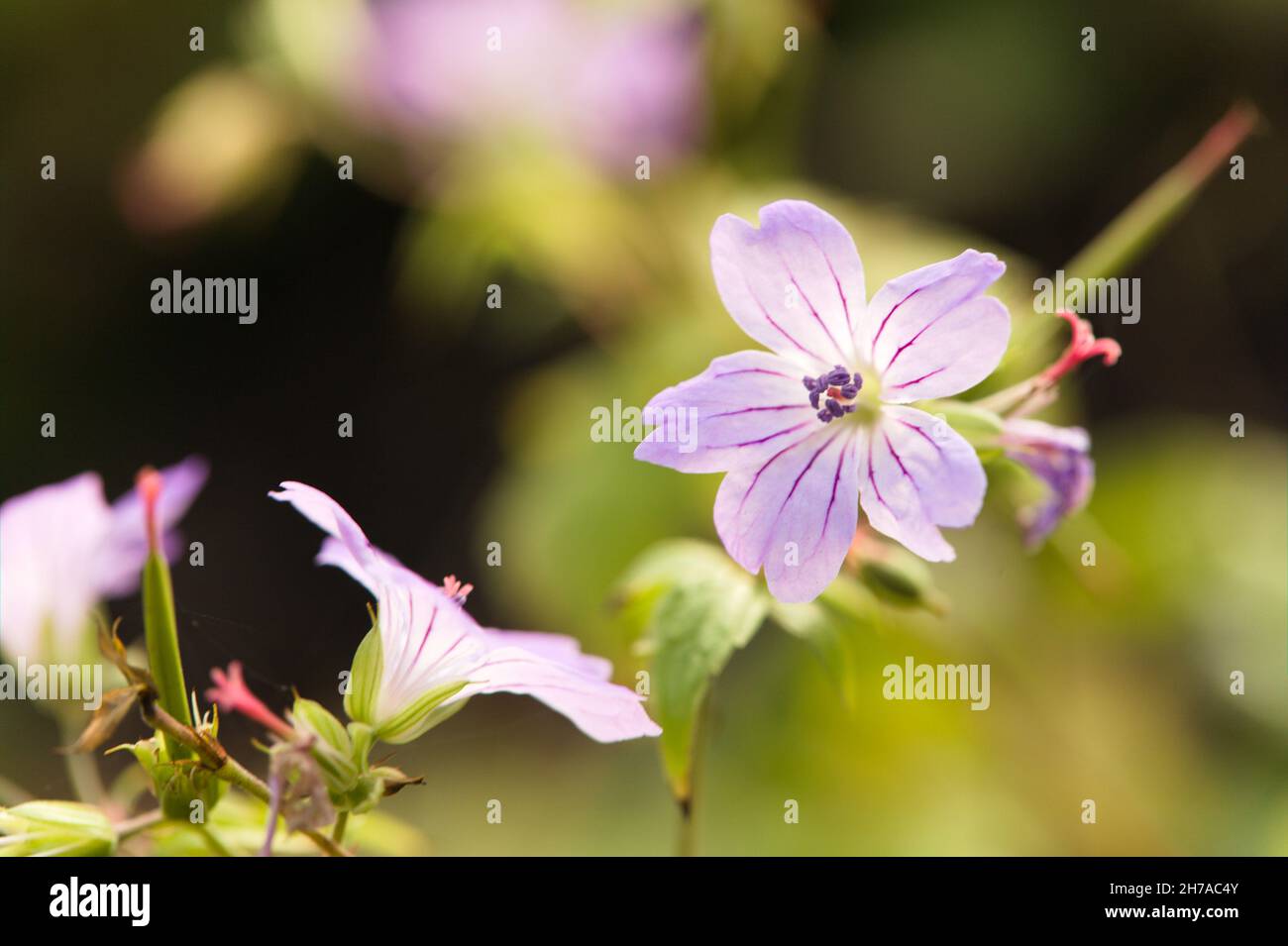Japanese Marbled Cranesbill / Geranium shikokianum Stock Photo - Alamy