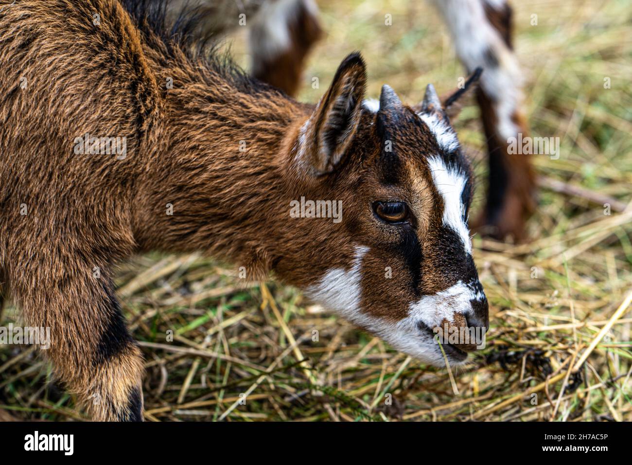 Brown goat cute pet for the whole family Stock Photo - Alamy
