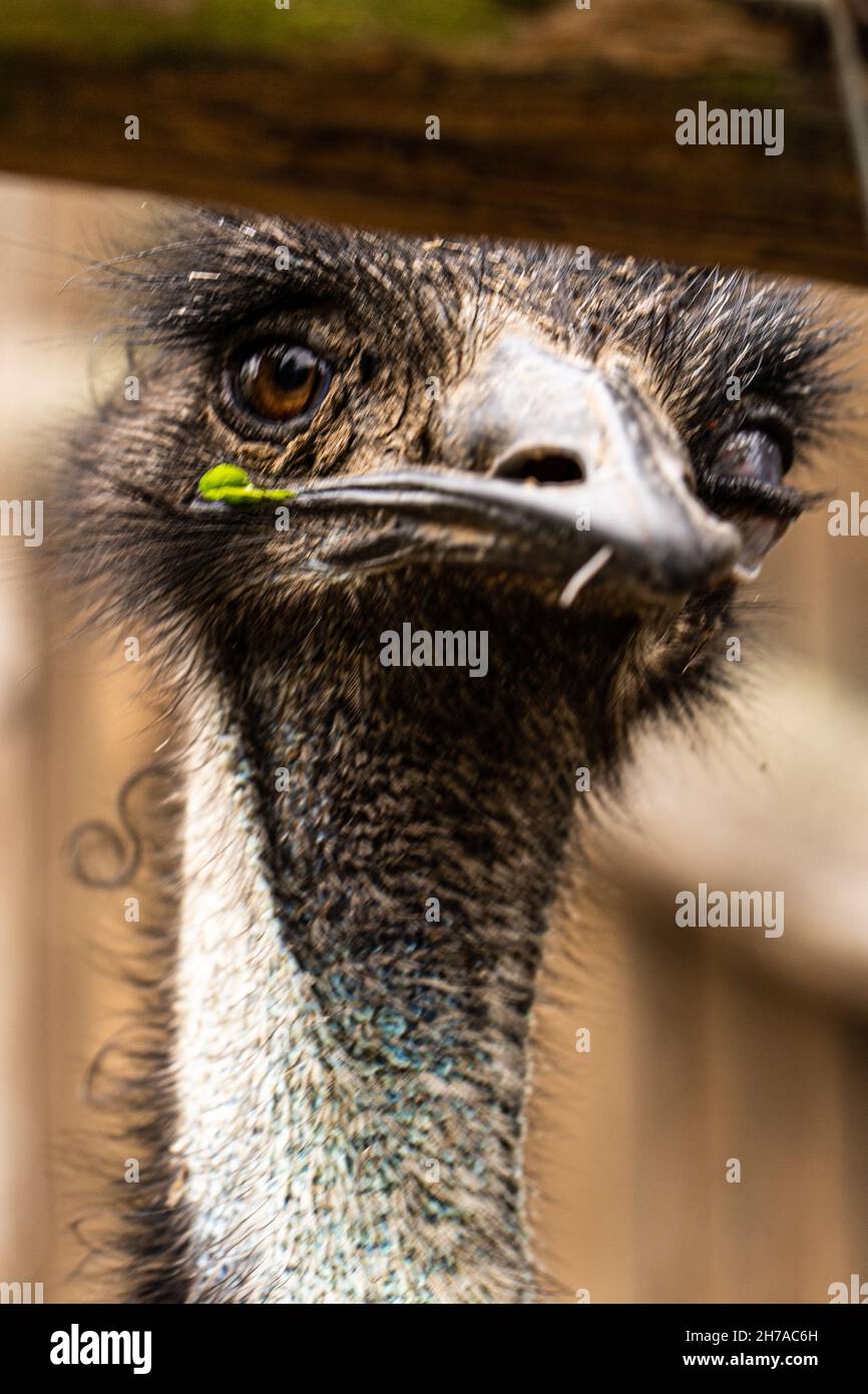 Ostrich, staring eyes into the distance Stock Photo - Alamy