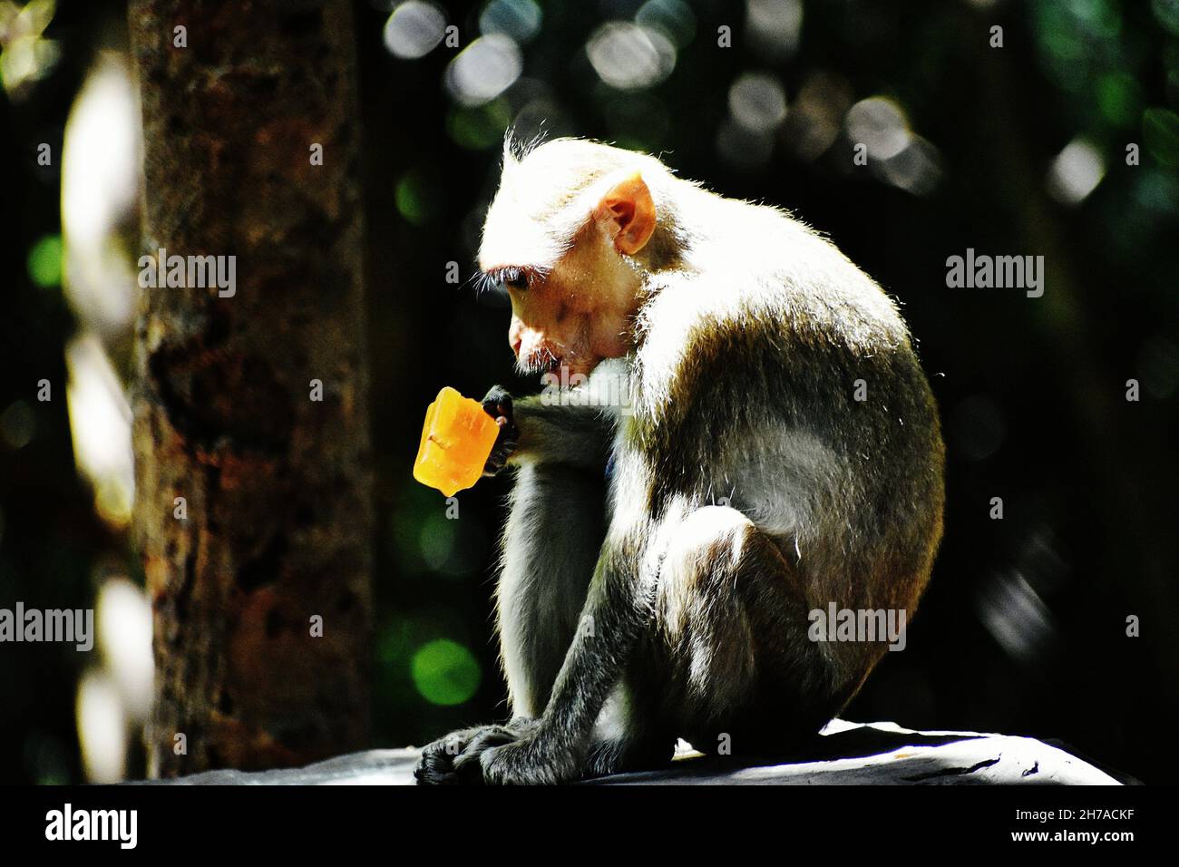 A monkey sitting and eating fruit Stock Photo - Alamy
