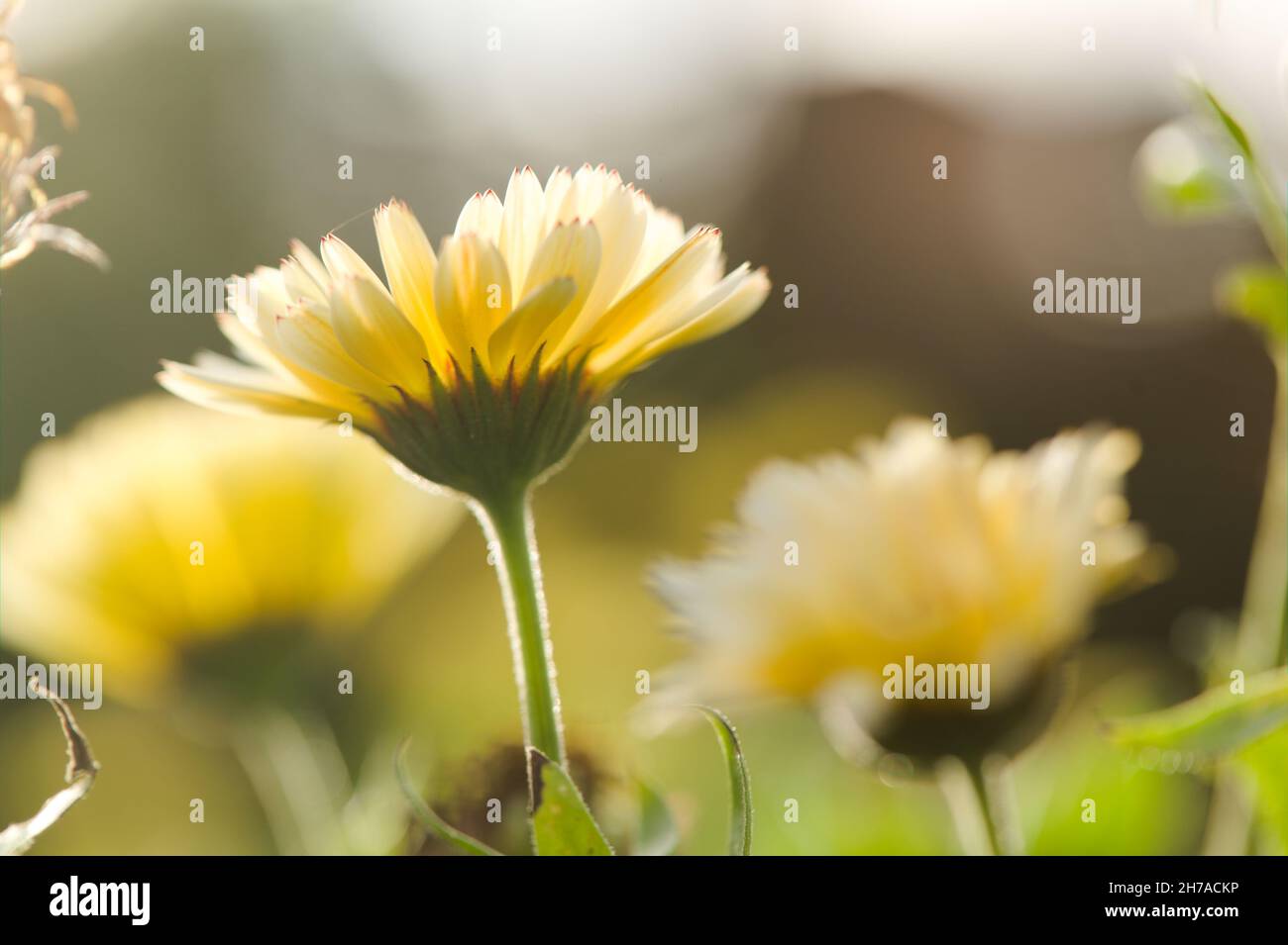 Pot marigold snow princess hi-res stock photography and images - Alamy