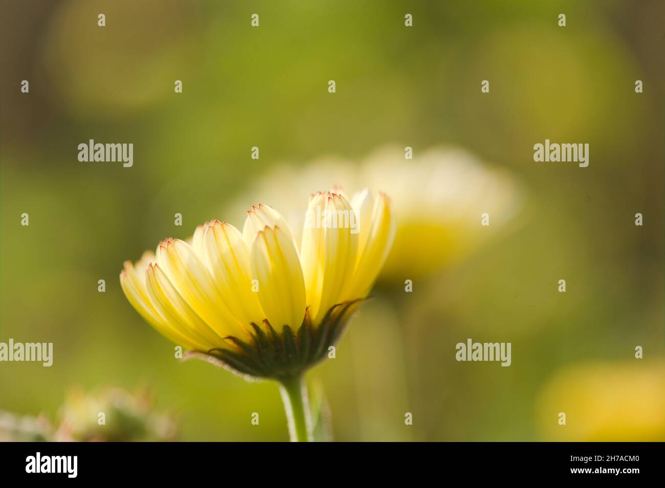 Close-up of Pot Marigold Snow Princess variety / Calendula officinalis ...
